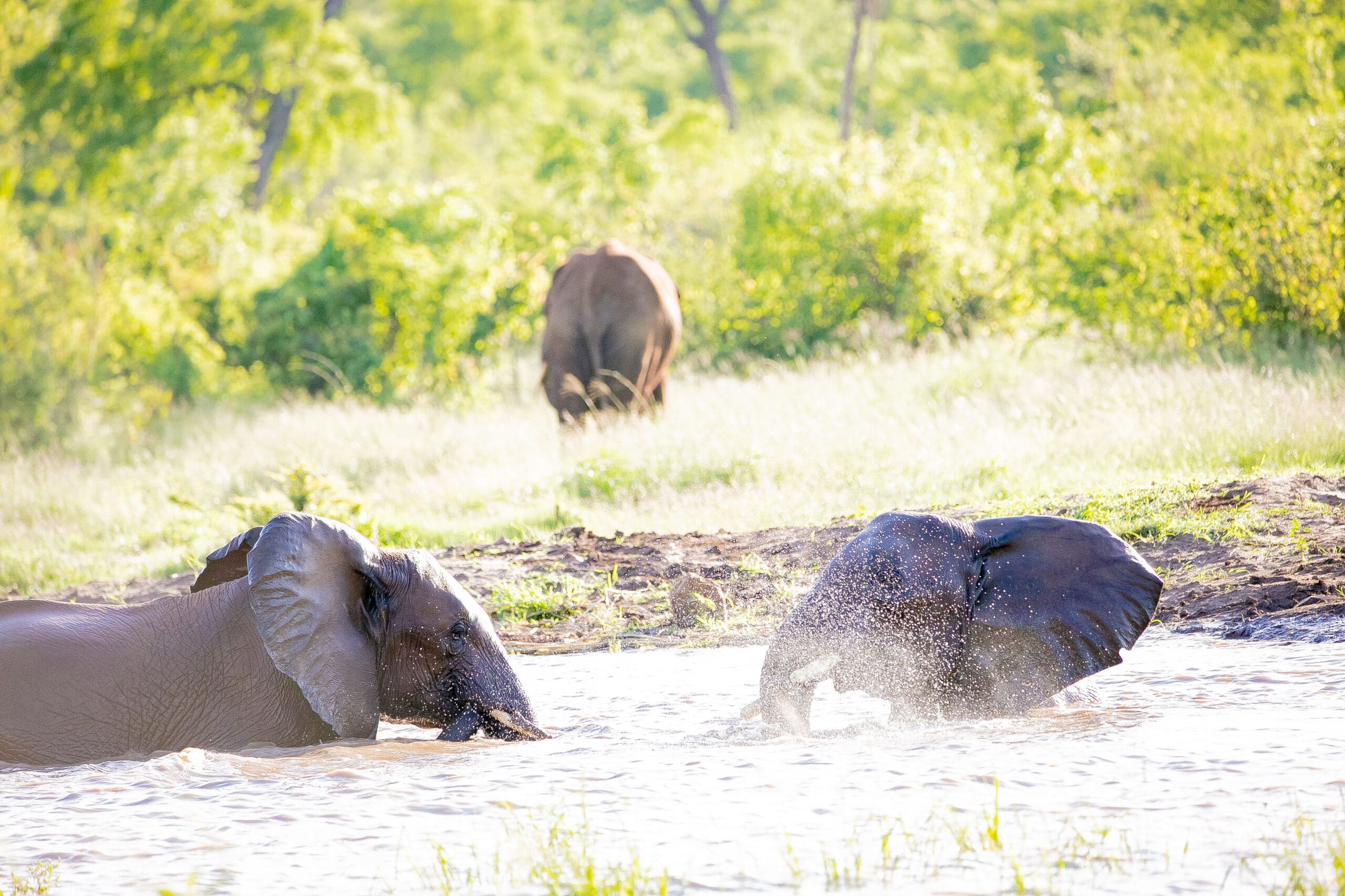 Through the Eye of an Elephant - Shearwater Victoria Falls